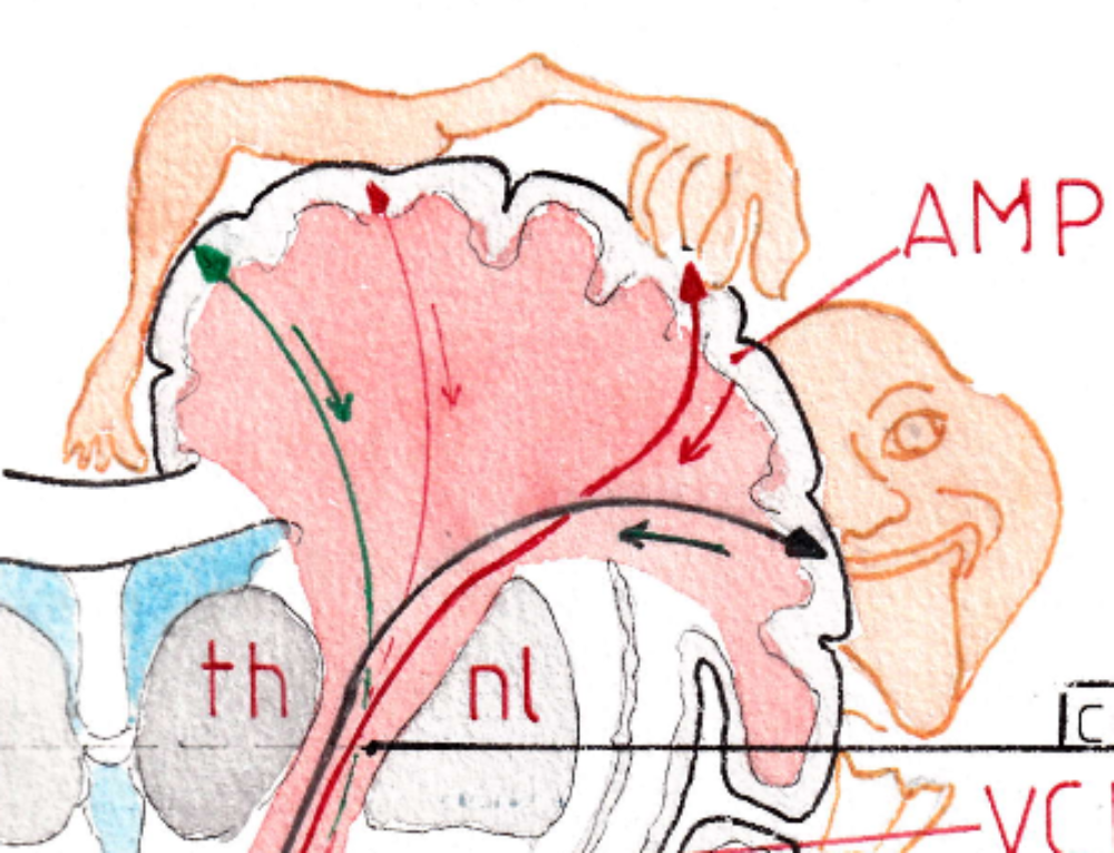 Encéphale et motricité • 3 • les voies extrapyramidales • AFTC Gironde